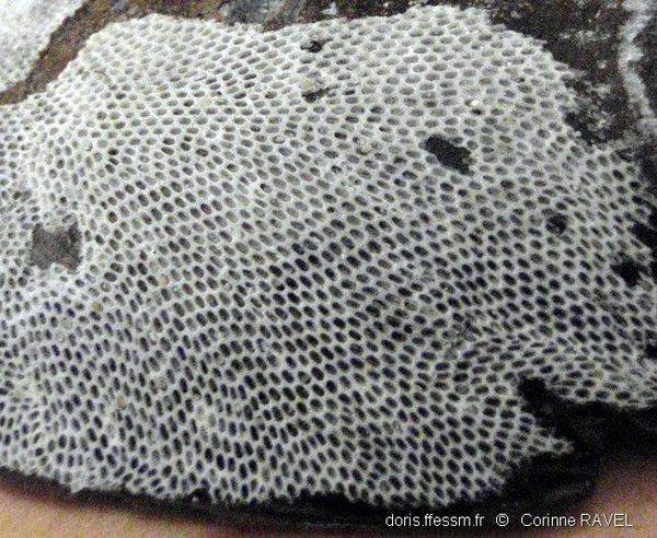 Conopeum reticulum | DORIS