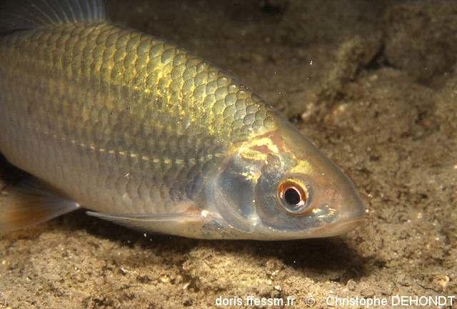 Rutilus rutilus | DORIS