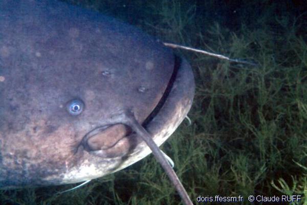 Silurus glanis | DORIS
