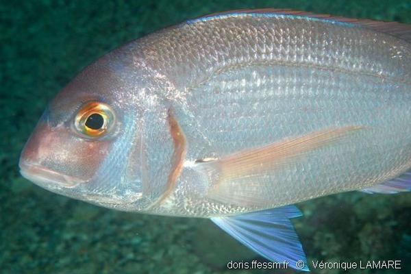 Pagrus pagrus | DORIS