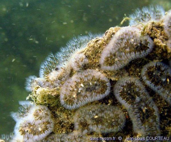 Cristatella mucedo | DORIS