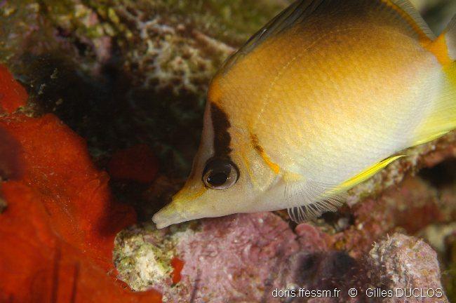 Prognathodes aculeatus | DORIS