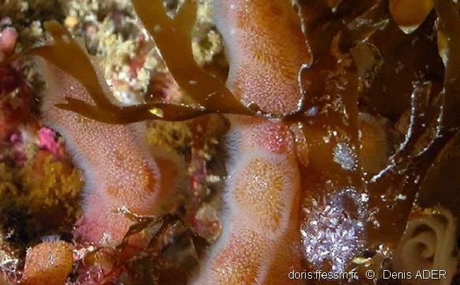 Alcyonidium spp. | DORIS