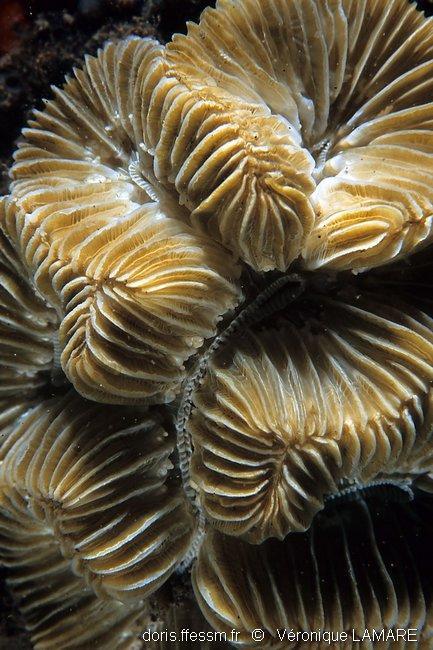 Meandrina meandrites | DORIS