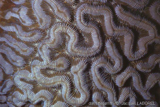 Colpophyllia natans | DORIS