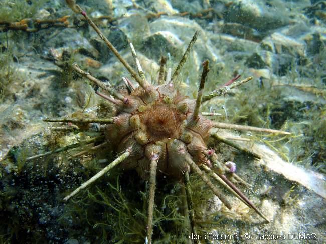 Cidaris cidaris | DORIS