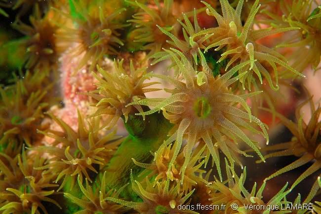 Tubastraea micranthus | DORIS