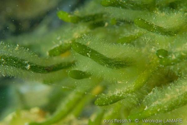 Codium fragile subsp. fragile | DORIS