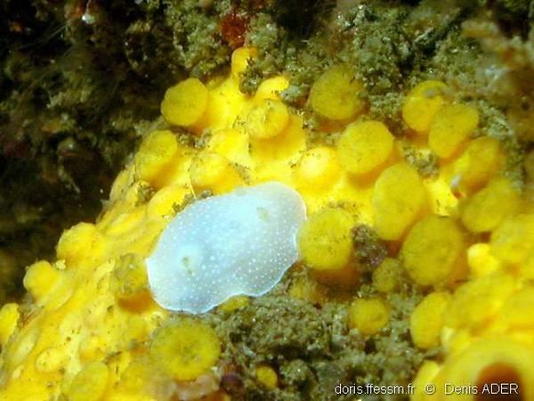Cliona celata | DORIS
