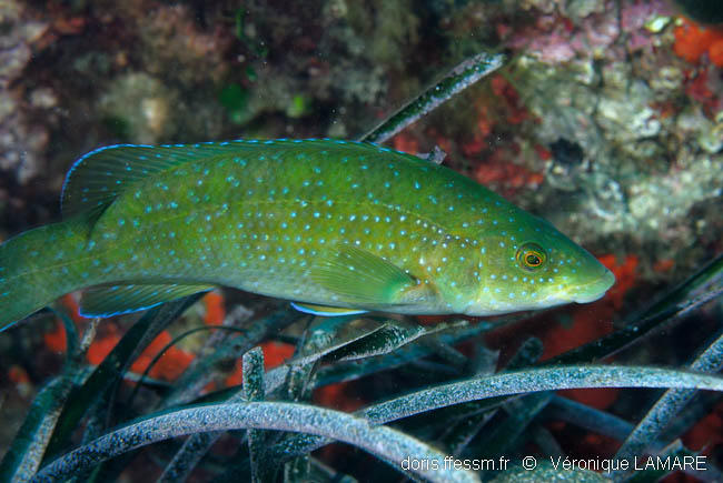 Labrus merula | DORIS