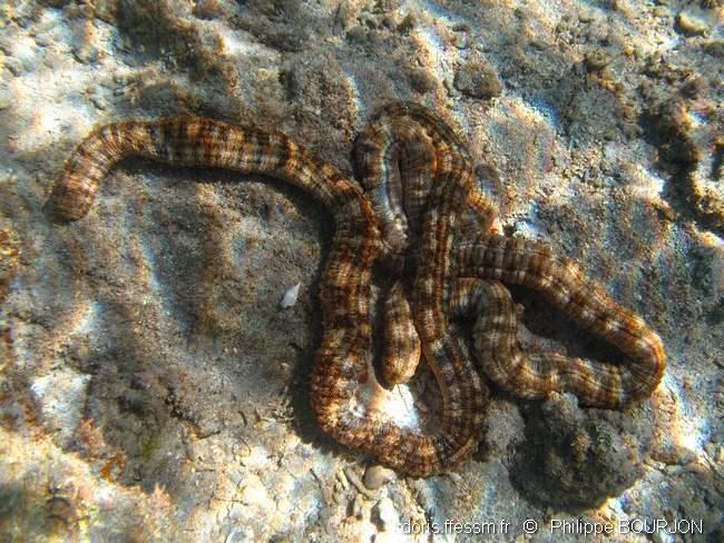 Synapta maculata | DORIS