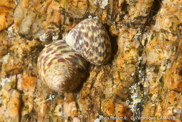 Phorcus turbinatus | DORIS