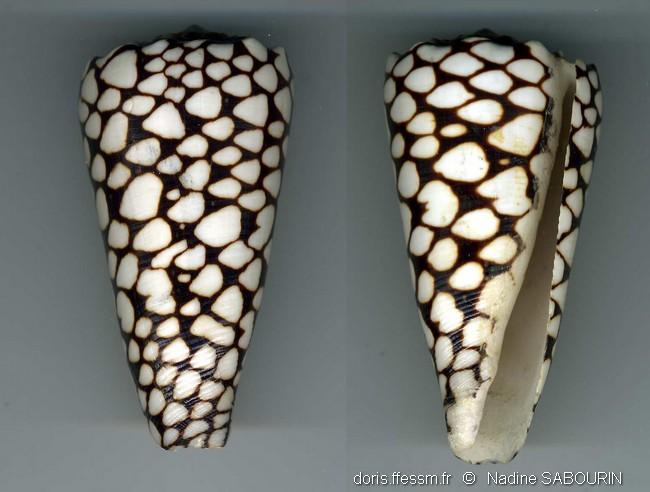 Conus marmoreus | DORIS
