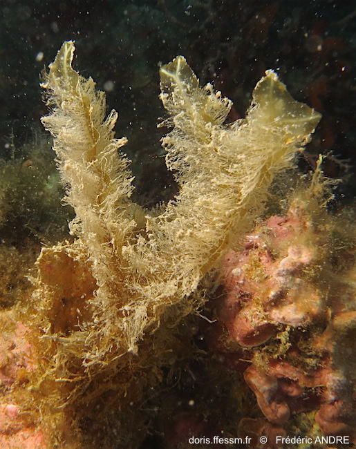 Dictyopteris lucida | DORIS
