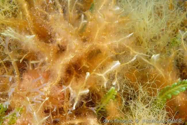 Dictyopteris polypodioides | DORIS