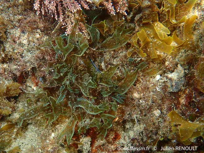 Dictyota cyanoloma | DORIS