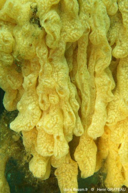 Didemnum vexillum | DORIS