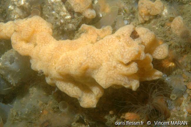 Didemnum vexillum | DORIS