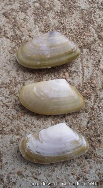 Donax trunculus | DORIS