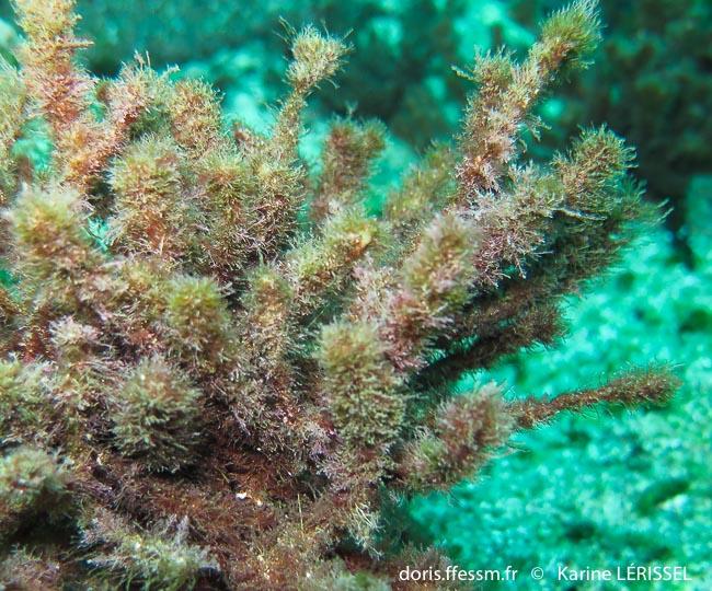 Digenea simplex | DORIS