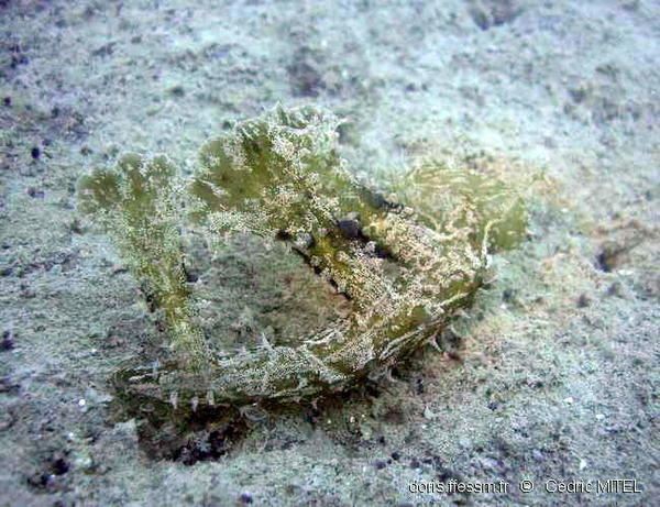 Melibe japonica | DORIS