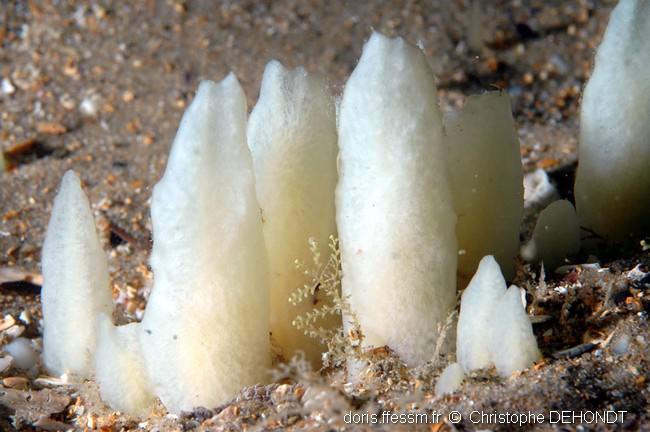 Ciocalypta penicillus | DORIS