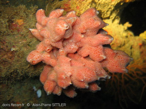 Crella (Crella) elegans | DORIS