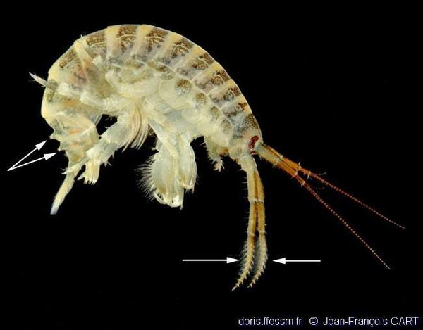 Gammarus spp. (eau douce) | DORIS