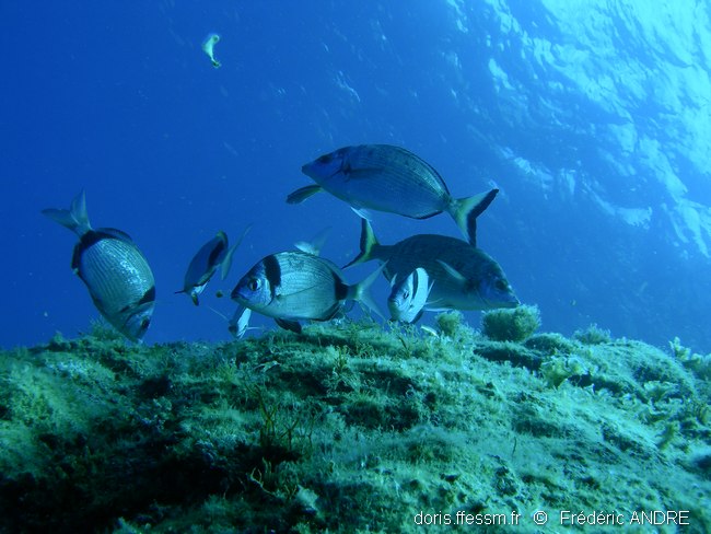 Diplodus puntazzo | DORIS