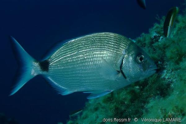 Diplodus sargus | DORIS