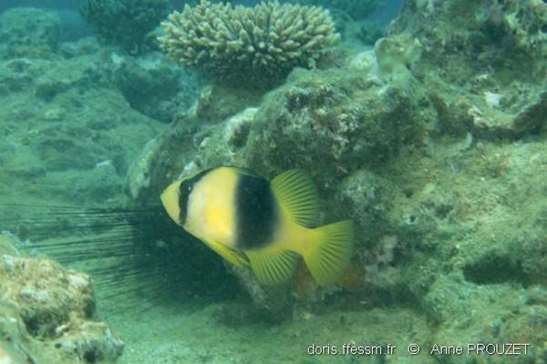 Diploprion bifasciatum | DORIS