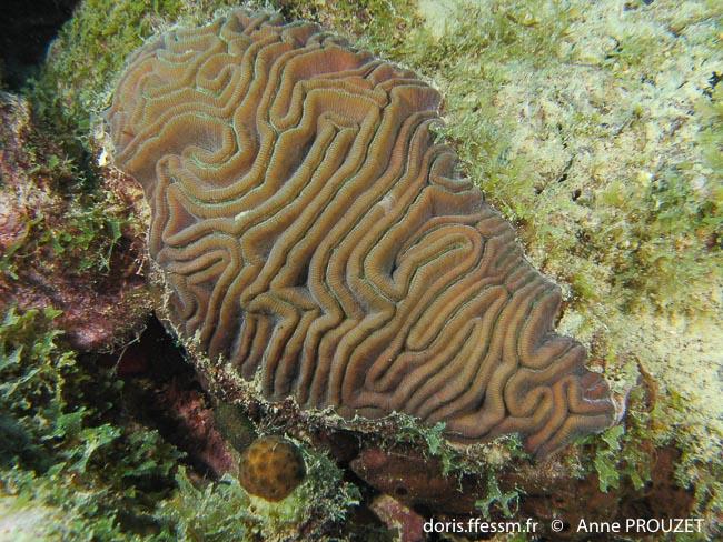 Diploria labyrinthiformis | DORIS