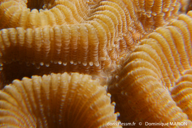 Diploria labyrinthiformis | DORIS