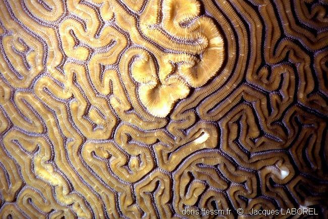 Diploria labyrinthiformis | DORIS