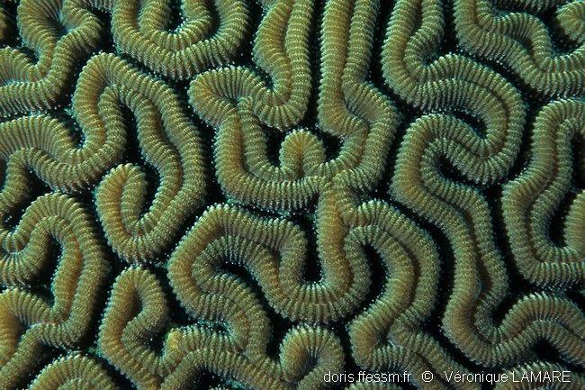 Diploria labyrinthiformis | DORIS