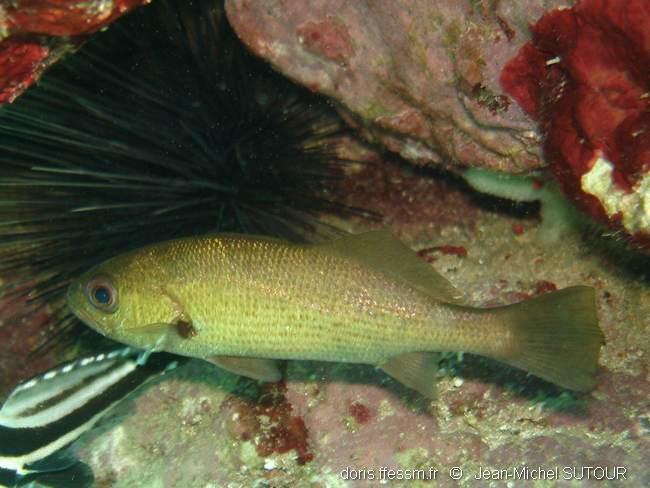 Odontoscion dentex | DORIS