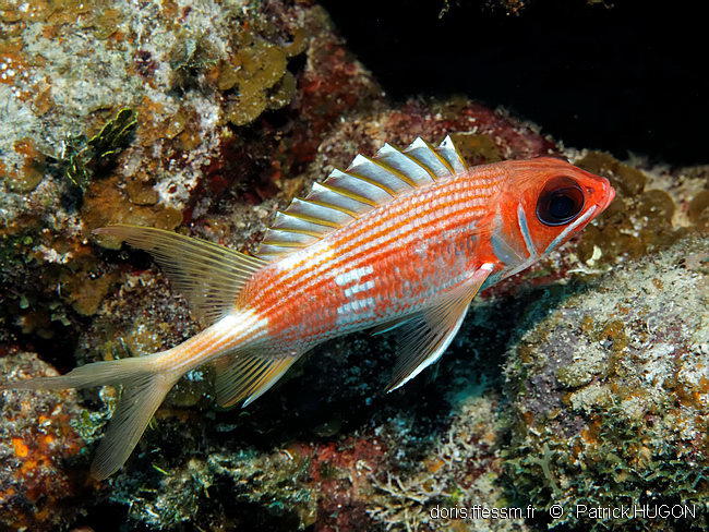 Holocentrus rufus | DORIS