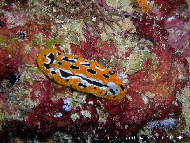 Phyllidia undula | DORIS