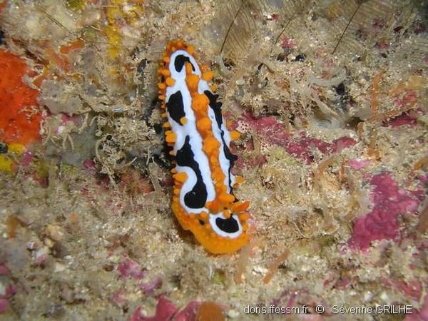 Phyllidia undula | DORIS