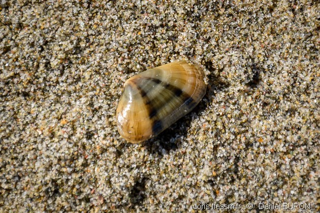 Donacilla cornea | DORIS