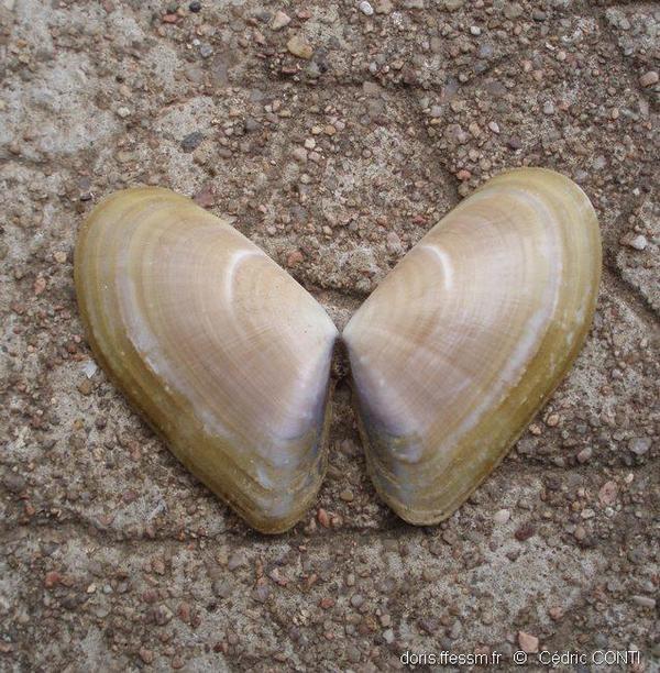 Donax trunculus | DORIS