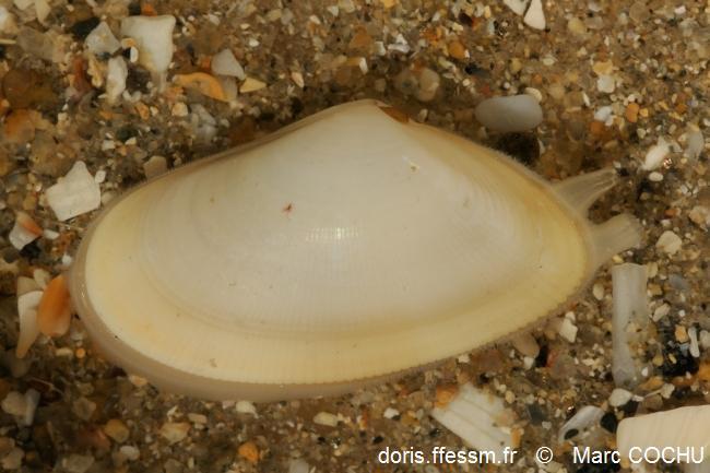 Donax vittatus | DORIS