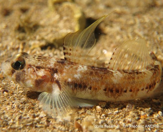 Gobius roulei | DORIS