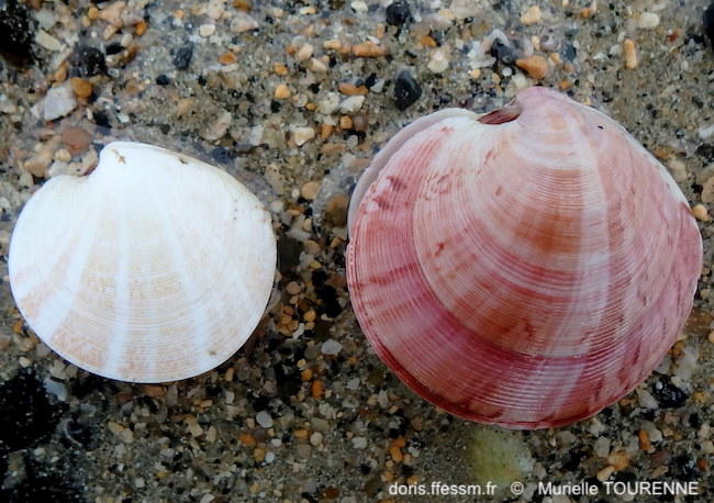 Dosinia exoleta | DORIS