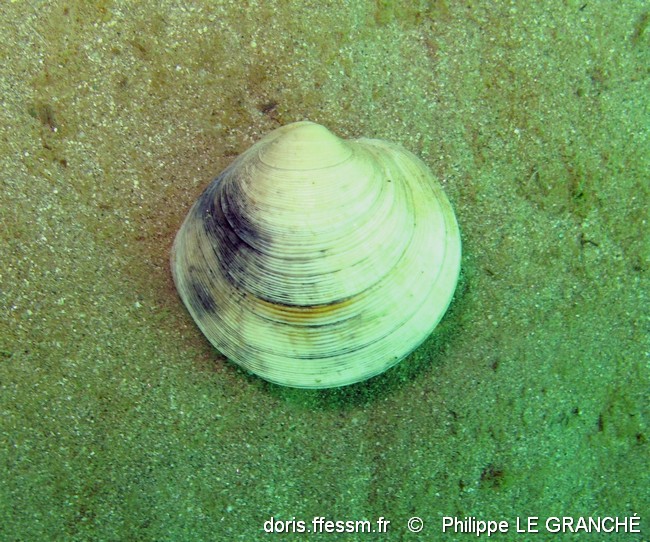 Dosinia exoleta | DORIS