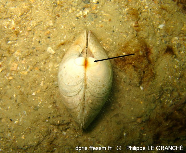 Dosinia exoleta | DORIS