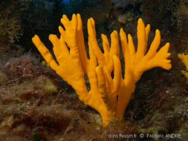 Axinella polypoides | DORIS