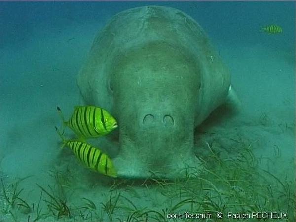 Dugong dugon | DORIS
