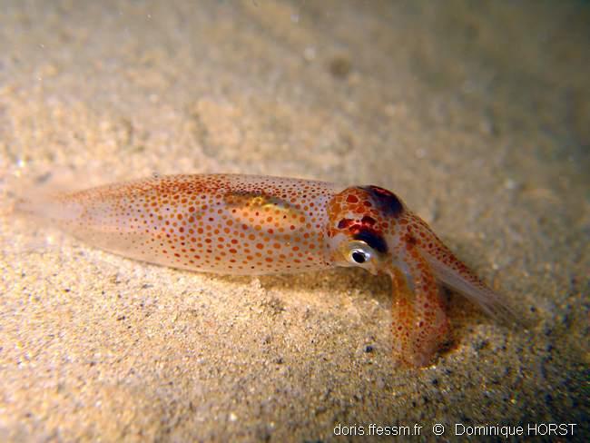 Loligo spp. | DORIS