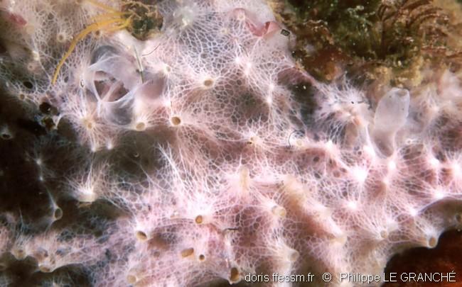 Dysidea pallescens | DORIS